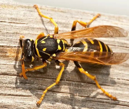 July 2022 Blogs | Mountain West Pest Control