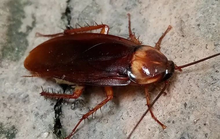 Types Of Roaches That Commonly Invade Ogden Homes