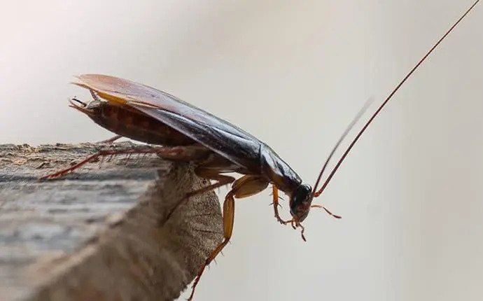 What's The Best Way To Get Rid Of Roaches In My House In Ogden ...