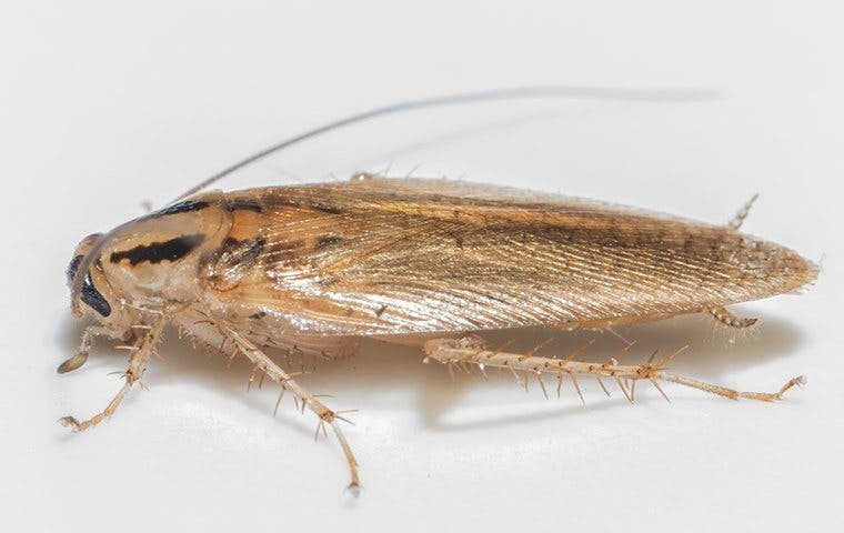 A Complete Guide To German Cockroach Control For Ogden Property Owners