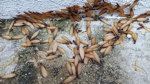 Does Do-It-Yourself (DIY) Termite Treatment Work For Ogden Homes ...