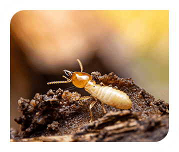 Ogden, Utah Pest Control Company | Mountain West Pest Control